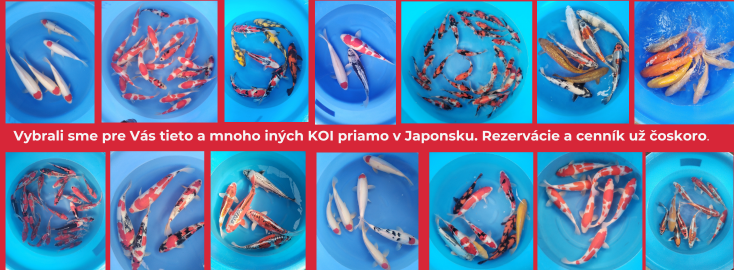 Margoč Koi kapre a jazierka - E-shop