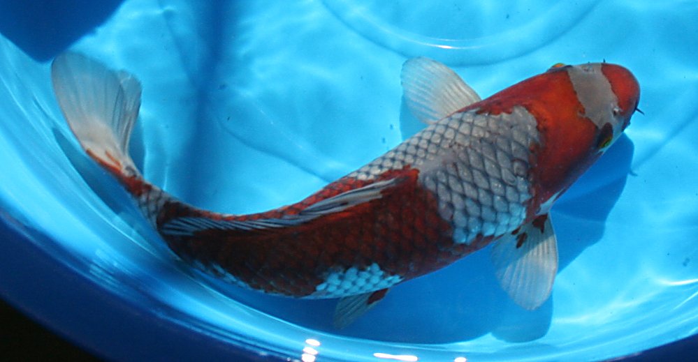 Predstavujeme koi varietu Ochiba shigure ... - Blog - Margoč Koi kapre ...