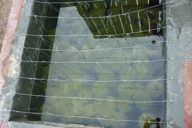 Svojpomocné zhotovenie jazierkovej filtrácie - Blog - Margoč Koi kapre ...