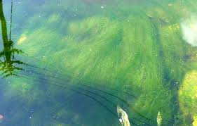 Riasy v jazierku, čo s nimi ? - Blog - Margoč Koi kapre a záhradné jazierka