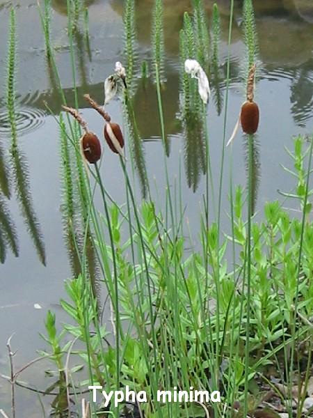 Vodné rastliny - Blog - Margoč Koi kapre a záhradné jazierka