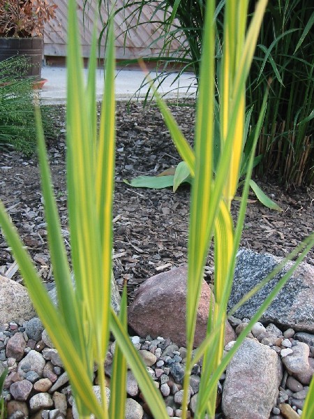 Vodné rastliny - Blog - Margoč Koi kapre a záhradné jazierka