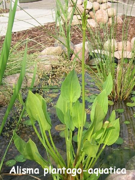 Vodné rastliny - Blog - Margoč Koi kapre a záhradné jazierka