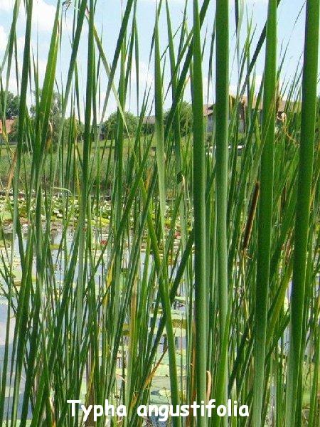 Vodné rastliny - Blog - Margoč Koi kapre a záhradné jazierka