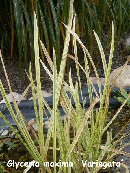 Vodné rastliny - Blog - Margoč Koi kapre a záhradné jazierka