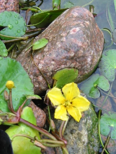 Vodné rastliny - Blog - Margoč Koi kapre a záhradné jazierka