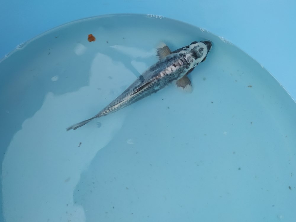 E-shop | Margoč Koi kapre a záhradné jazierka